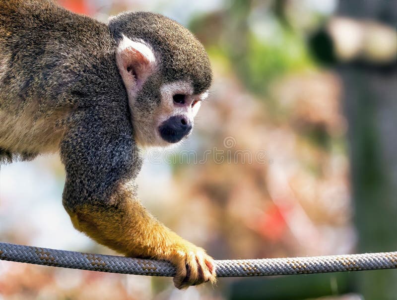 Monkey Traversing a Wire Suspended by a Rope, Grasping the Rope for ...