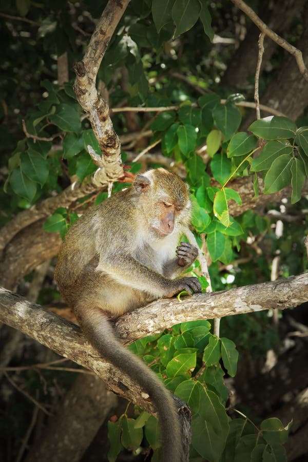 Vervet Monkey in Fig-Mulberry Tree Stock Image - Image of africa ...