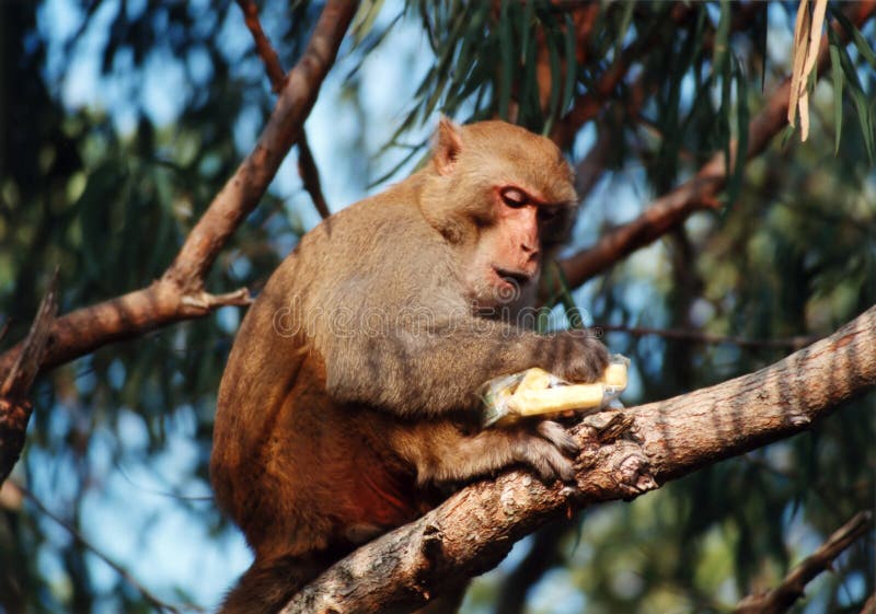 Monkey on tree stock image. Image of active, outside - 13296791