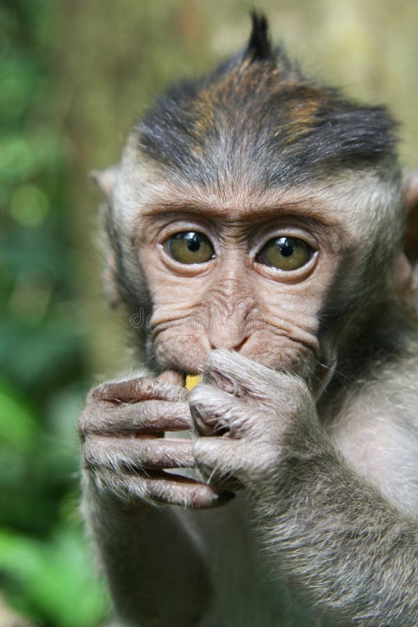 Monkey In A Tree Picture. Image: 18437847