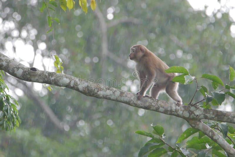 Monkey on the tree stock image. Image of mammal, forest - 221366169