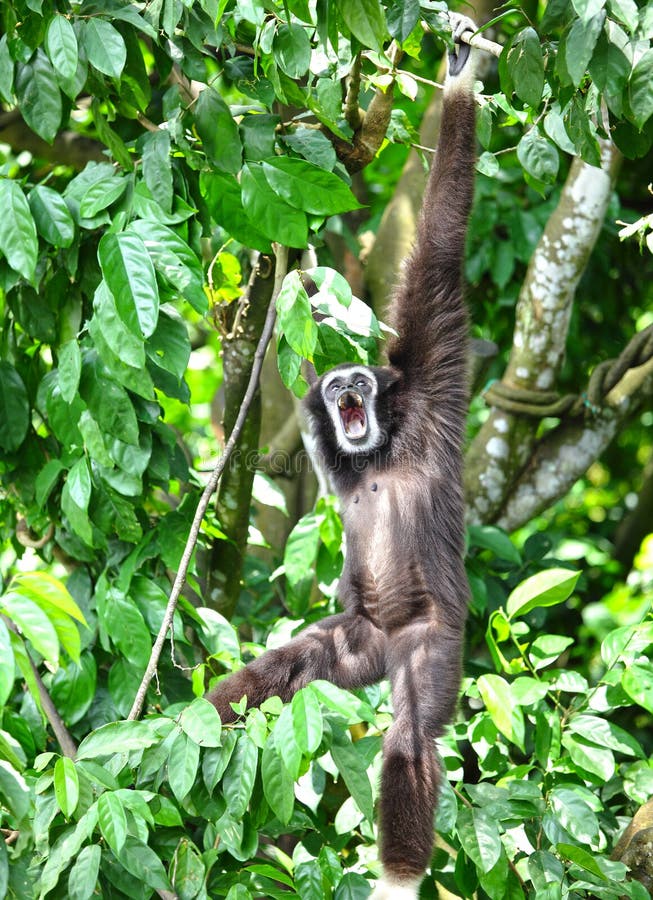 Monkey on tree stock photo. Image of tropical, wild, mammal - 23604012