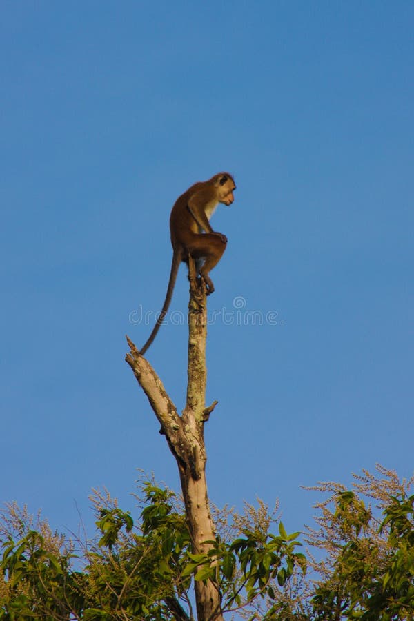 Monkey on the tree stock photo. Image of blue, animal - 24203280