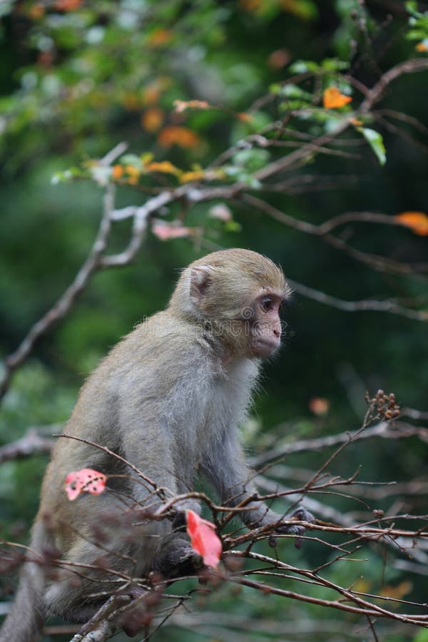 432 Side Profile Monkey Stock Photos - Free & Royalty-Free Stock Photos ...