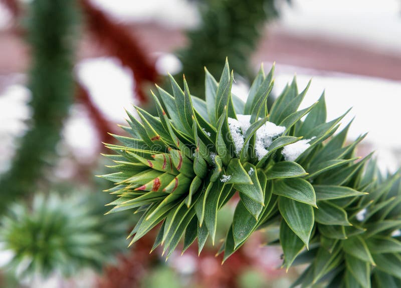 Monkey tree stock image. Image of decorative, natural - 38188703