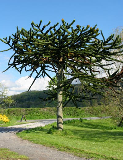 Monkey Tree stock image. Image of cones, shape, monkey - 458015