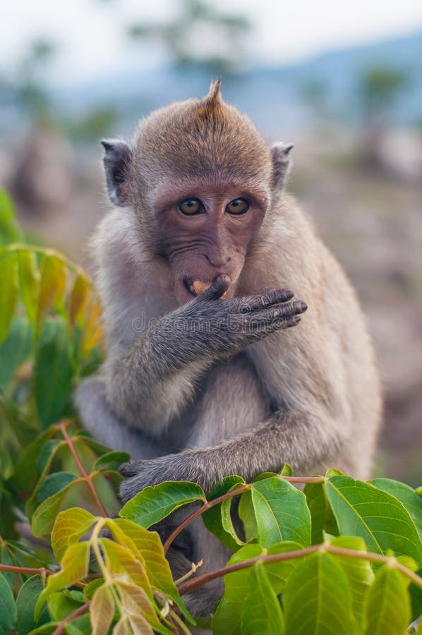 Monkey stock image. Image of expressive, primitive, expression - 45933979