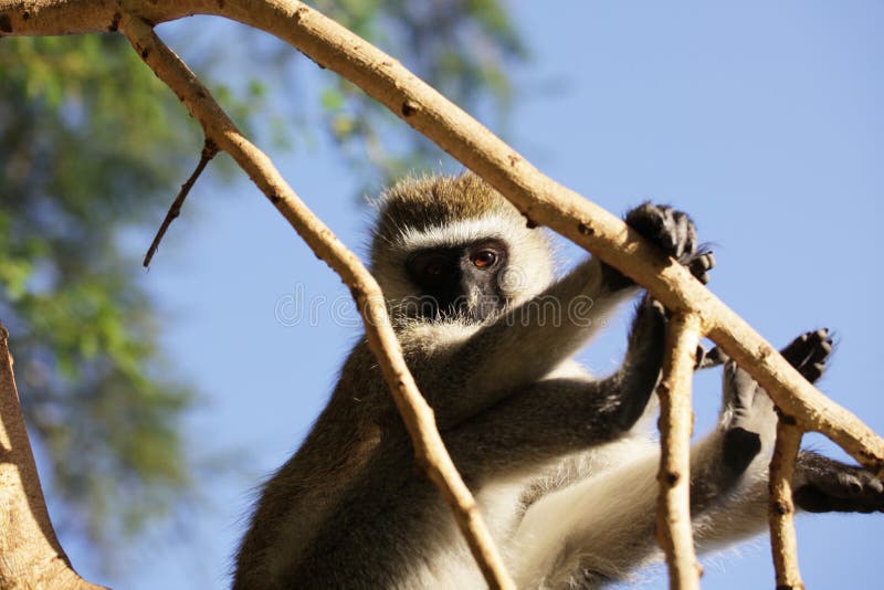 Monkey on tree stock image. Image of wildlife, landscape - 54179271