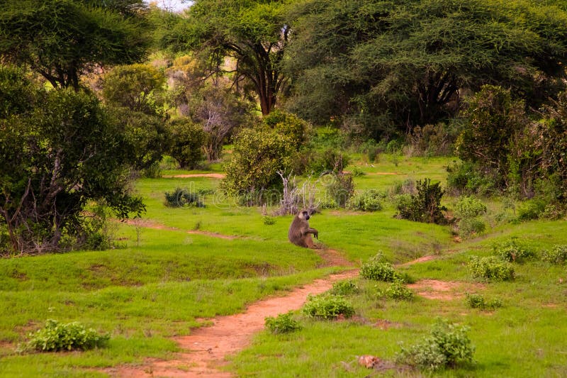 Monkey on the Tree. Animals in the Wild. Landscape during Sunset ...