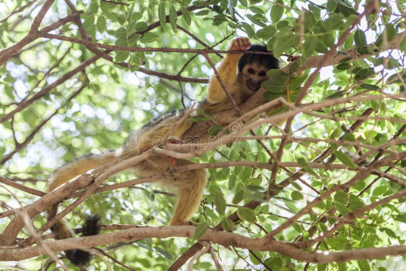 Monkey an Tree stock photo. Image of monkey, baby, funny - 74347824