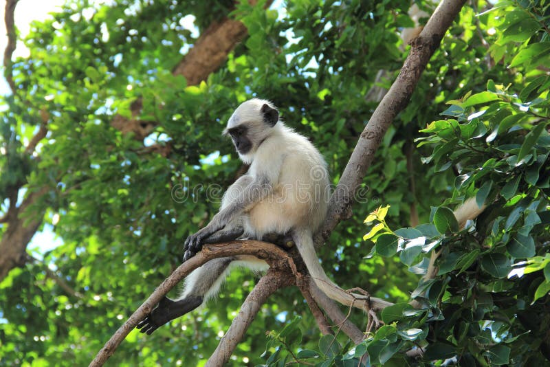 Monkey in a Tree. stock photo. Image of primate, bush - 37350134