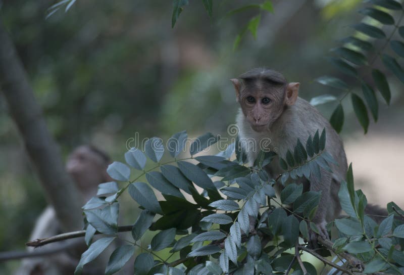 Monkey on a tree stock image. Image of naughty, skin - 153101973