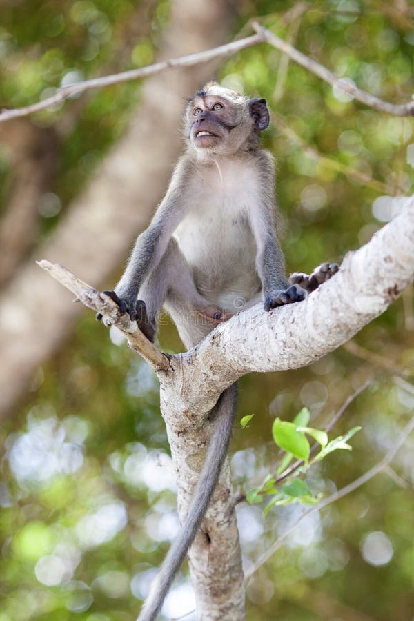 Monkey stock image. Image of wildlife, anger, mammal - 32373387