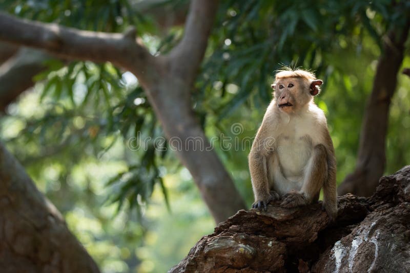A monkey on a tree branch stock image. Image of mammal - 323784219
