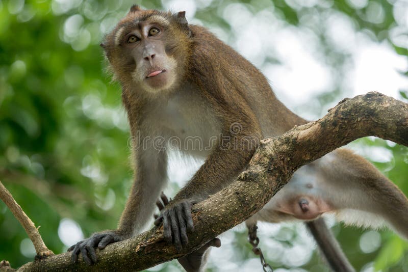 Monkey on a tree branch stock photo. Image of mammal - 102620914