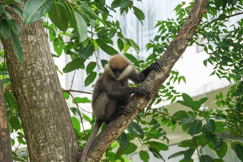 Monkey on the Tree Takes Food from the Human Hand Stock Image - Image ...