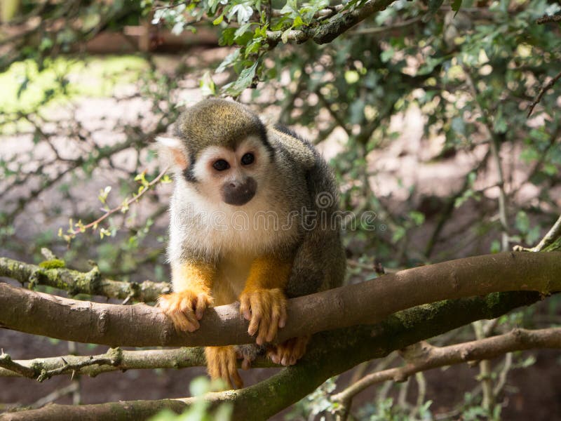 Monkey in a tree stock photo. Image of tropical, cebinae - 68563512