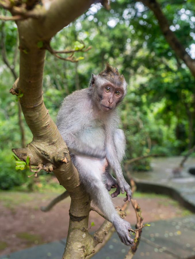 Monkey on the Tree ,Monkey Climbing Tree Stock Image - Image of ...