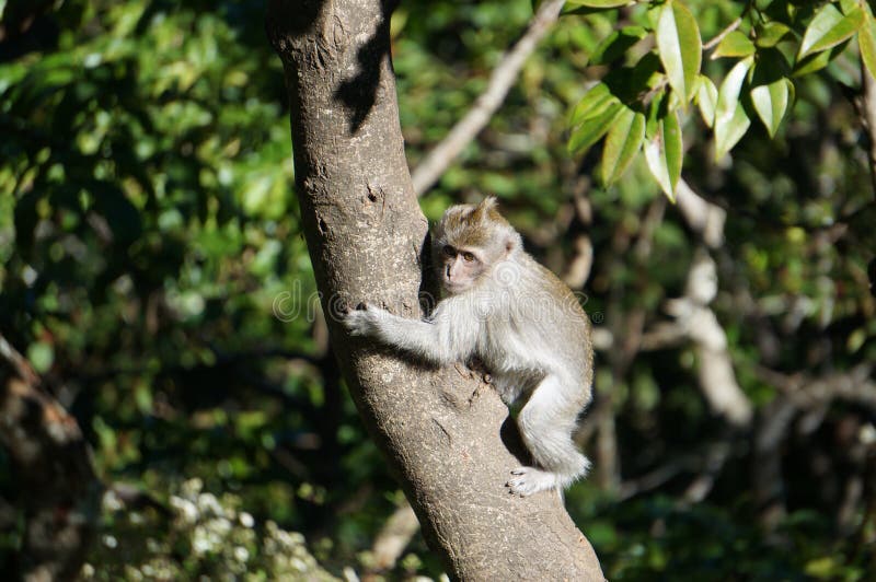 Monkey on tree stock image. Image of indonesia, jungle - 41108705