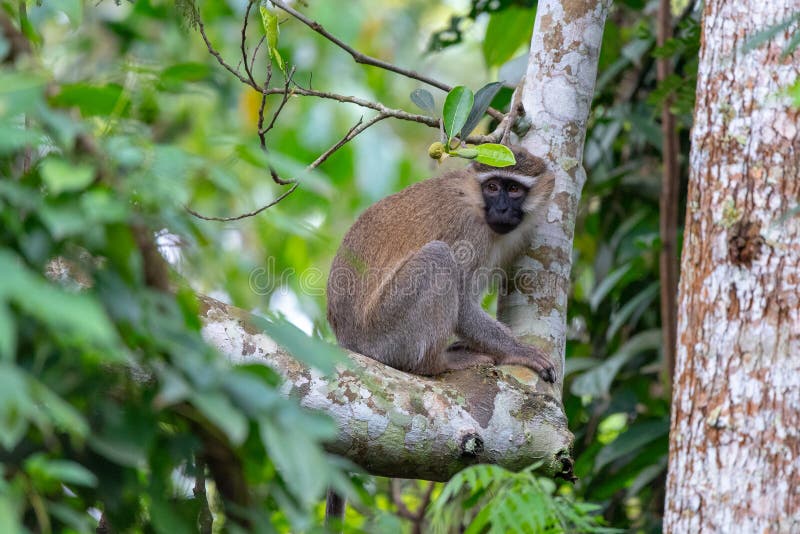 Monkey in the tree, color. stock image. Image of monkey - 128320067