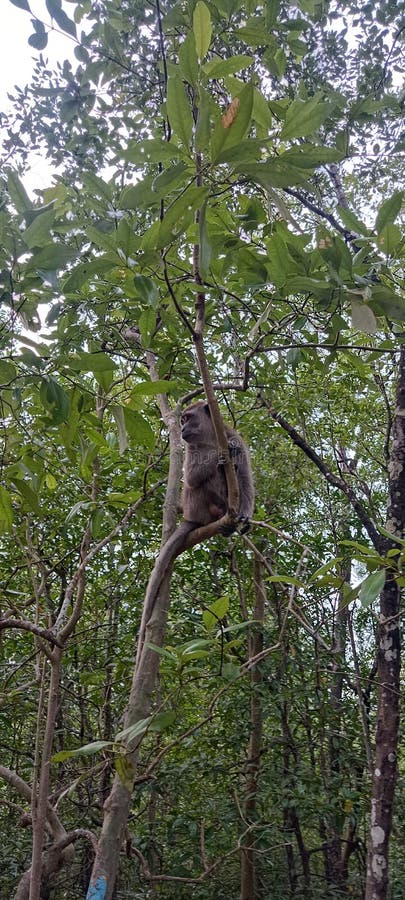 414 Adaptive Nature Stock Photos - Free & Royalty-Free Stock Photos ...