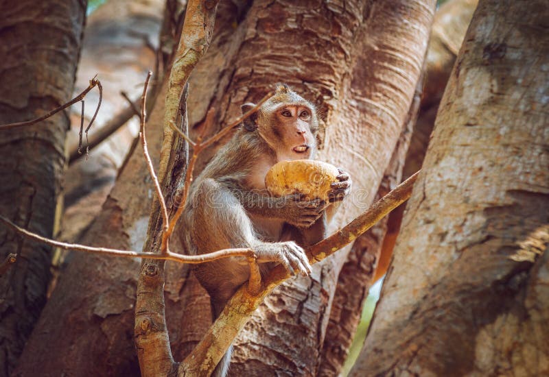 461 Monkey Coconut Tree Stock Photos - Free & Royalty-Free Stock Photos ...