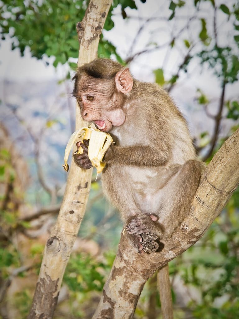3,060 Monkey Banana Tree Stock Photos - Free & Royalty-Free Stock ...
