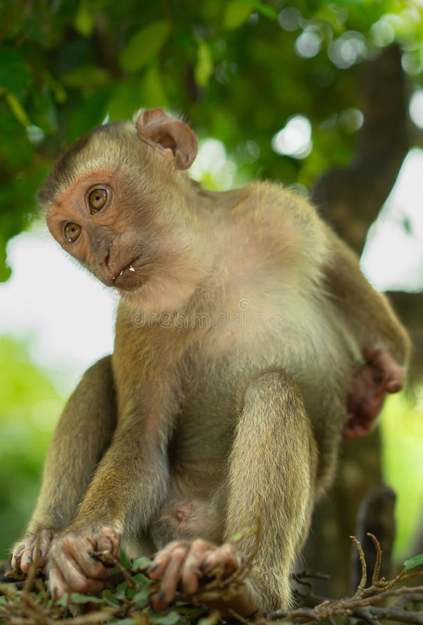 A monkey on a tree eats stock image. Image of eating - 251359327