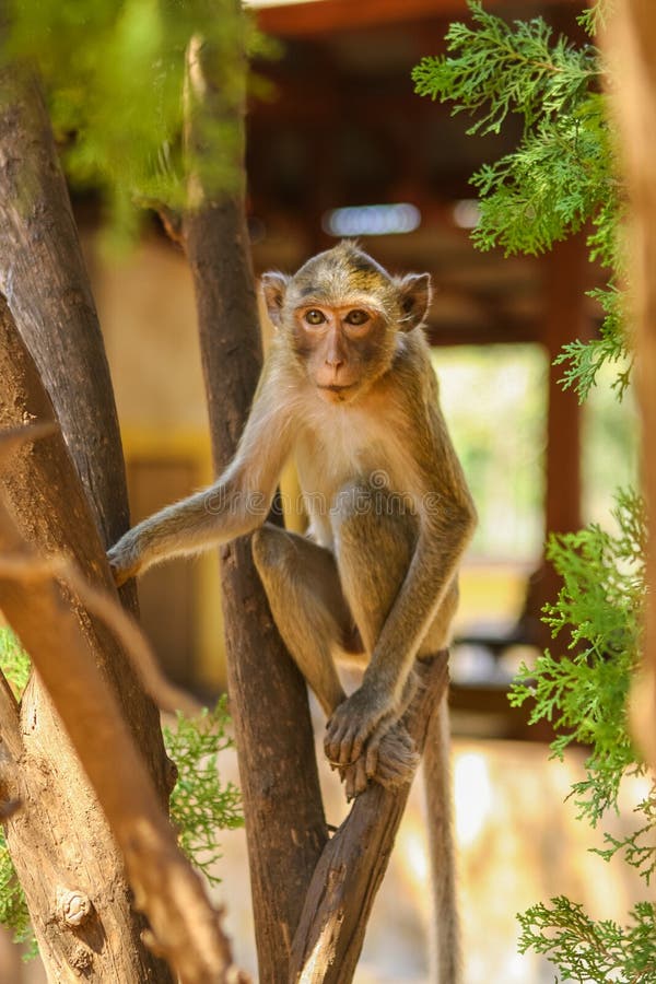 Monkey on the tree stock image. Image of macaque, jungle - 55730835