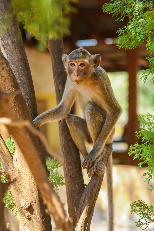 2,330 Monkey Banana Tree Photos - Free & Royalty-Free Stock Photos from ...