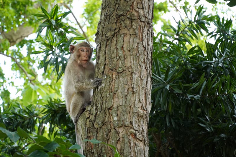 Monkey on Tree in Forest . Animal Conservation and Protecting ...