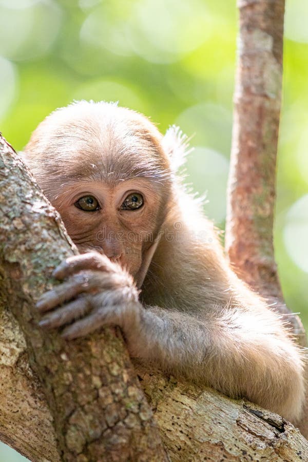 Monkey on the Tree in the Forest. (macaca Fascicularis Stock Photo ...