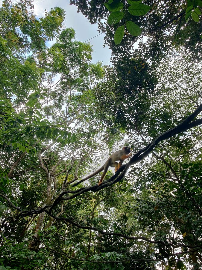 Monkey, Tree, Forest, Scenery, Singapore Stock Image - Image of nature ...