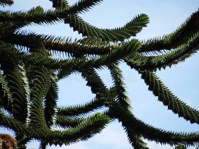 Monkey Tree stock image. Image of shrub, spruce, green - 245111351