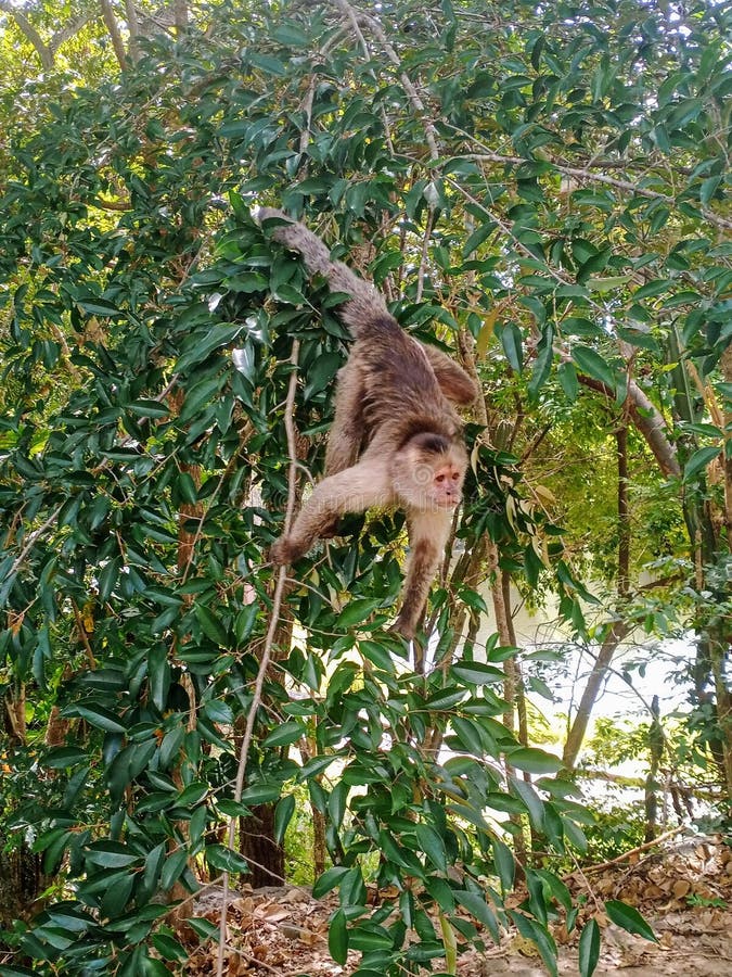 A monkey in a tree stock image. Image of nature, leaf - 356486671
