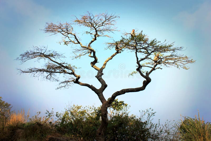 Monkey tree stock photo. Image of monkey, wild, lonely - 68970970