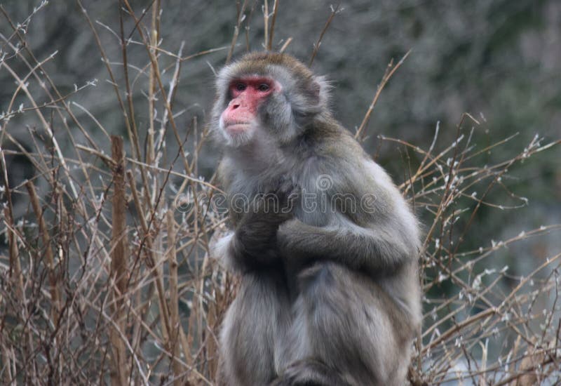 Monkey on tree itching stock photo. Image of itching - 275845948
