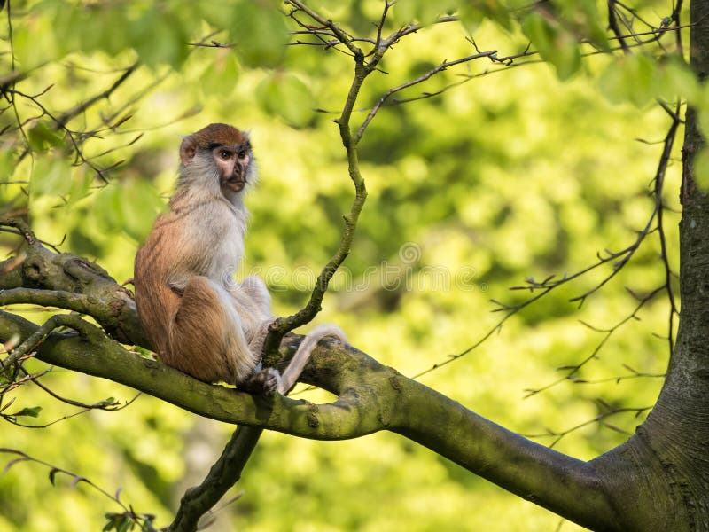 Monkey on a tree stock image. Image of primacy, monkey - 53909761