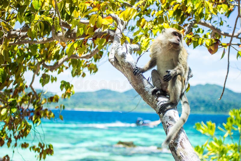 Monkey on the Tree in Lipe Island Stock Photo - Image of depression ...