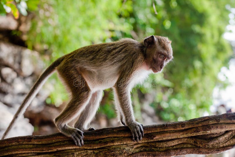 Monkey on a tree stock image. Image of exotic, climbing - 57013915