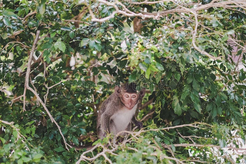 Monkey Lives At A Park In Thailand. Stock Image - Image of cute ...