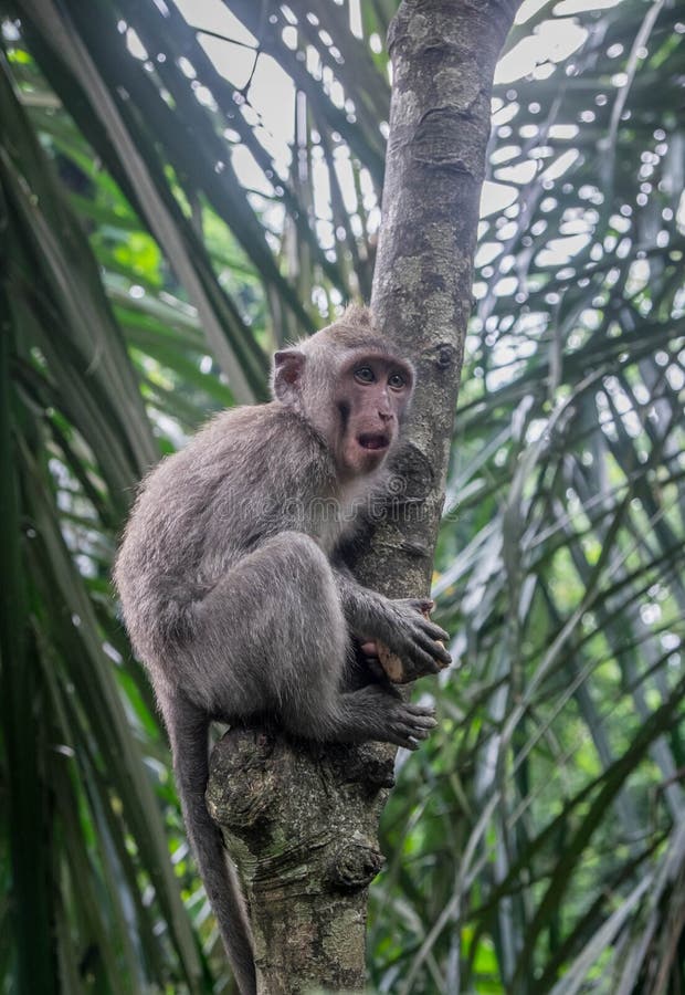 Monkey in a tree stock image. Image of ubud, east, long - 51425479