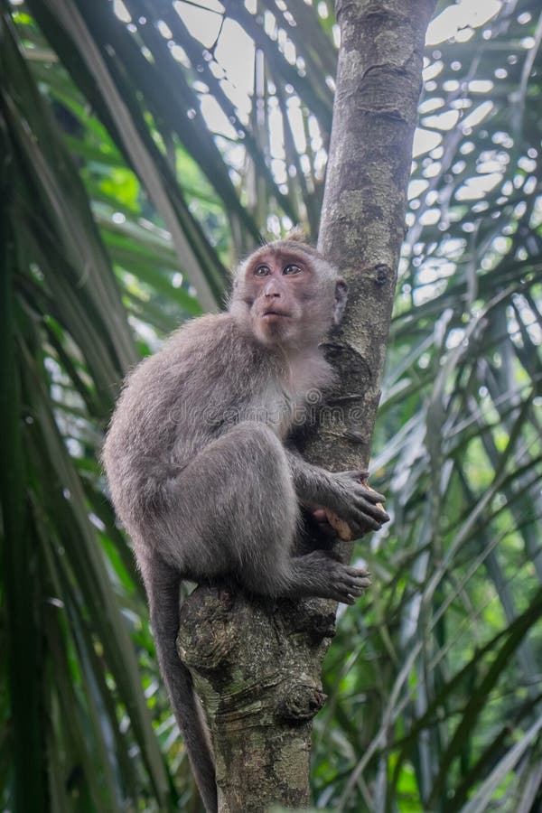 Monkey in a tree stock image. Image of asian, forest - 51425485