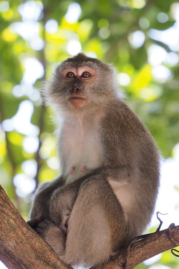Monkey on the tree stock photo. Image of asia, family - 75023088