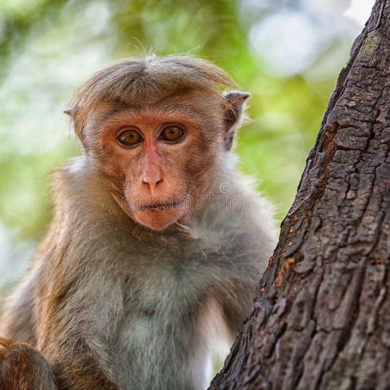 Monkey on the Tree. Sri Lanka Stock Photo - Image of nature, asia: 98979144