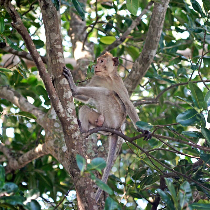 Monkey on the tree stock image. Image of forest, safari - 63765061