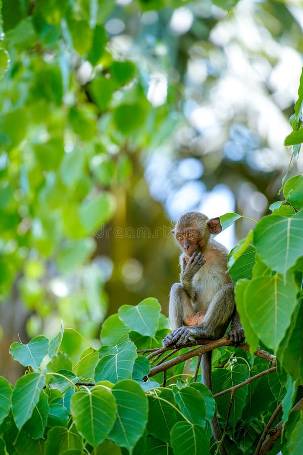 Fat monkey stock image. Image of animal, overweight, suspicion - 38717719