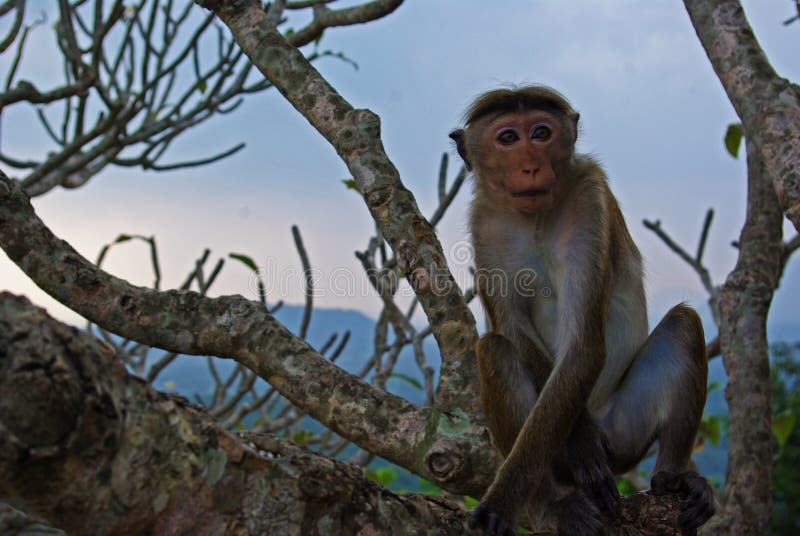 Monkey in a tree stock photo. Image of tree, mamal, tail - 42539470