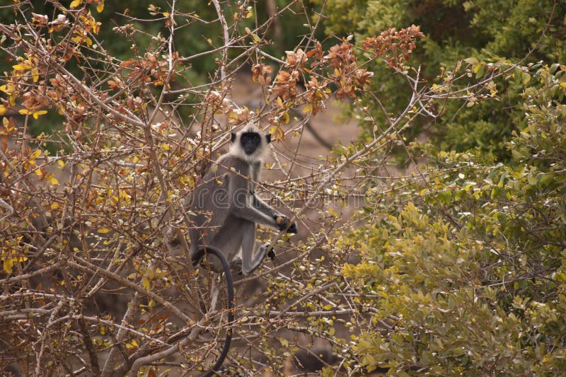 Monkey in tree stock photo. Image of tree, foliage, animal - 31229242