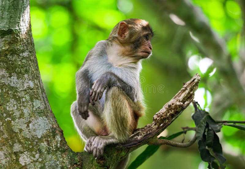 Monkey on a Tree in the Park Stock Photo - Image of costa, tropical ...